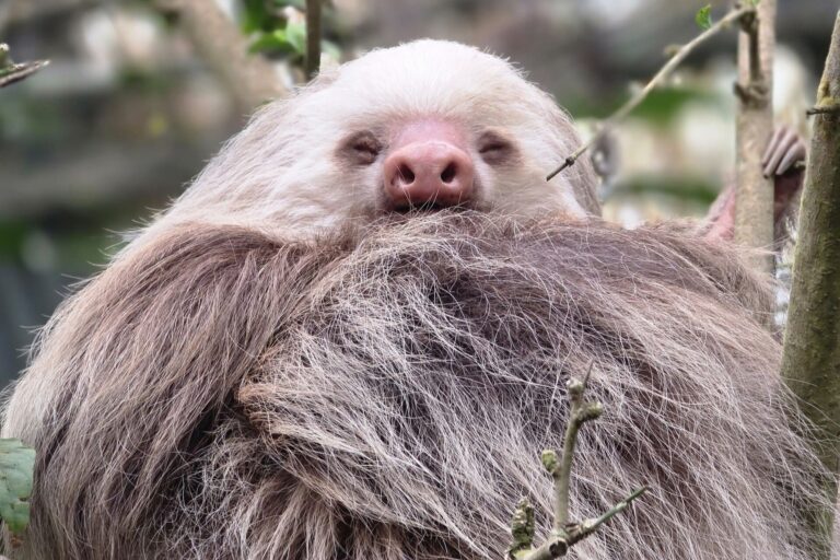 Selvatura Sloth Habitat